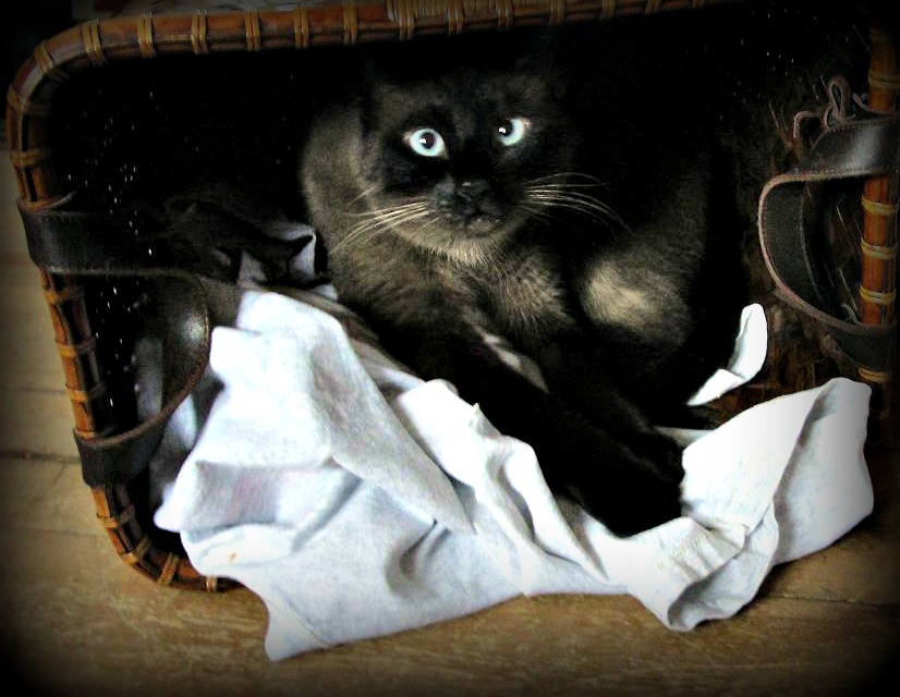 The Cranky Crow: Thirteen Whiskers From A Cross Eyed Cat