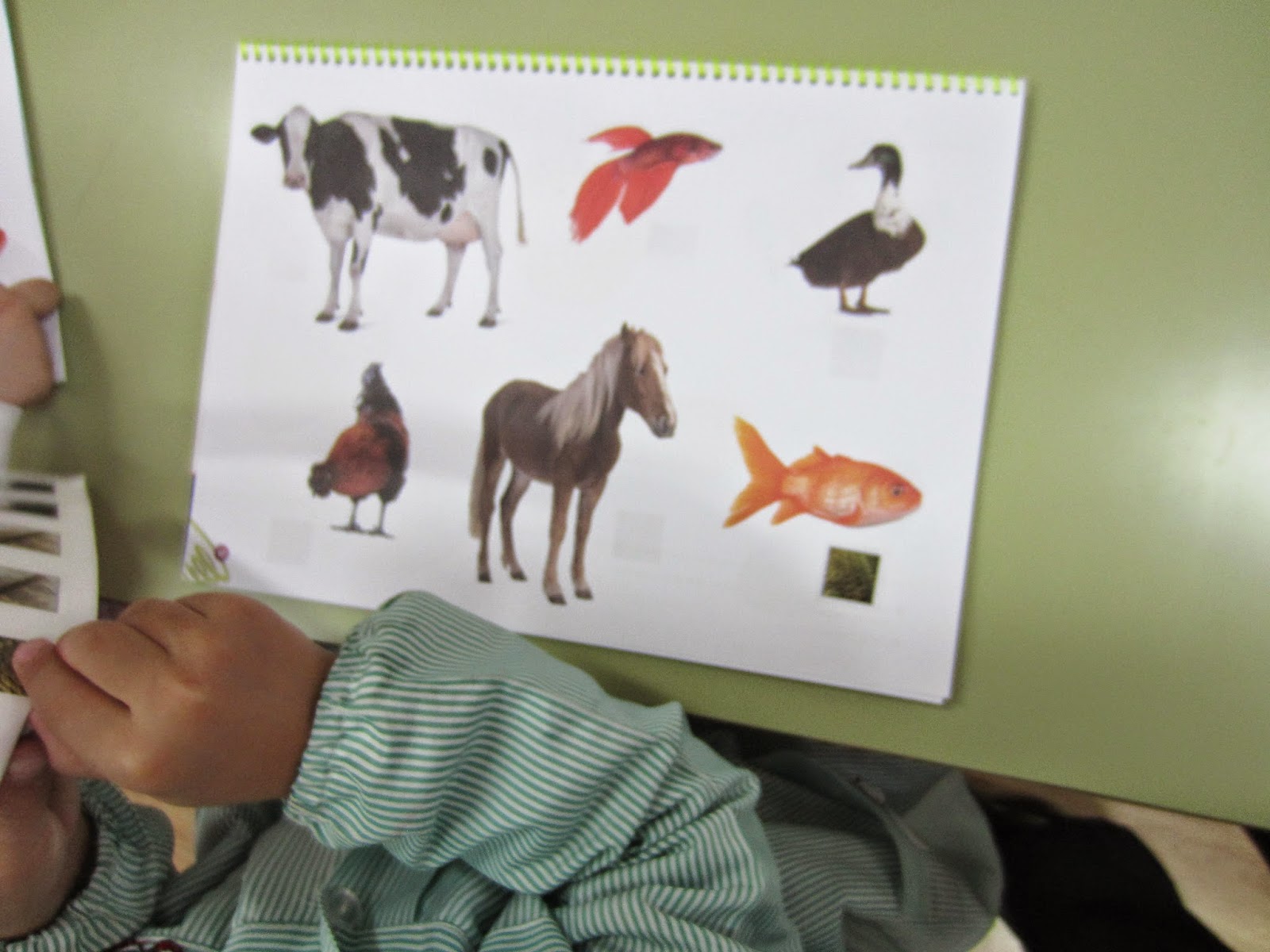 BLOG DE PATRI, educación infantil: ¿PELO - ESCAMAS - PLUMAS?