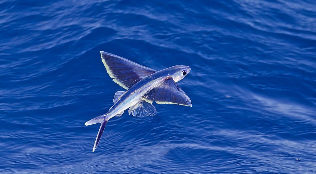 ΧΕΛΙΔΟΝΟΨΑΡΟ (FLYING FISH) photos - wallpapers | the fun bank