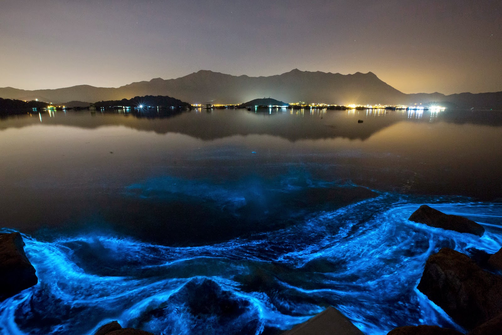 Animales curiosos por el mundo: Noctiluca scintillans