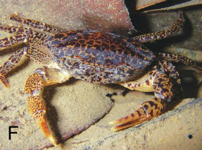 Celebrating Singapore's BioDiversity!: Have a Crabby National Day!