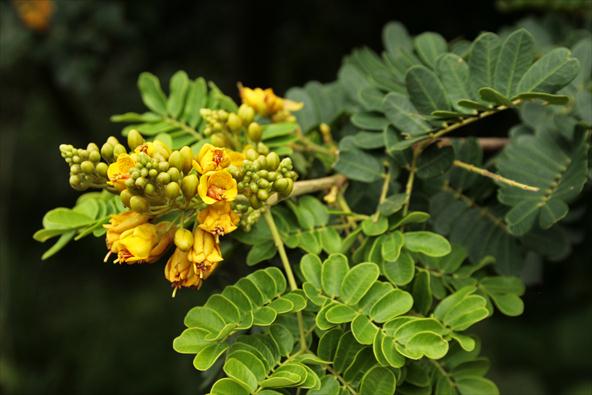 Jucá - Caesalpinia ferrea