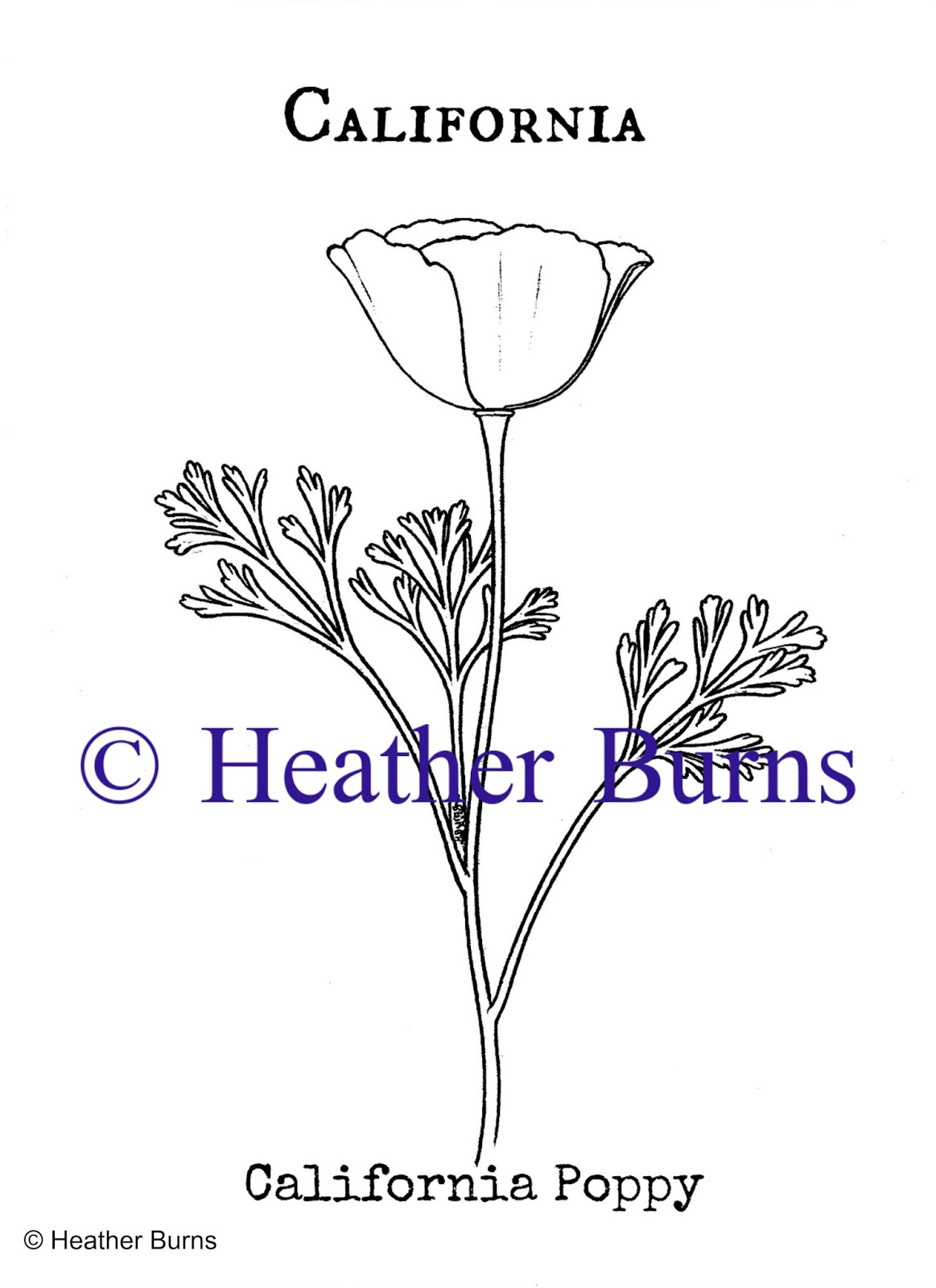 State Flower Coloring Book: California State Flower: California Poppy