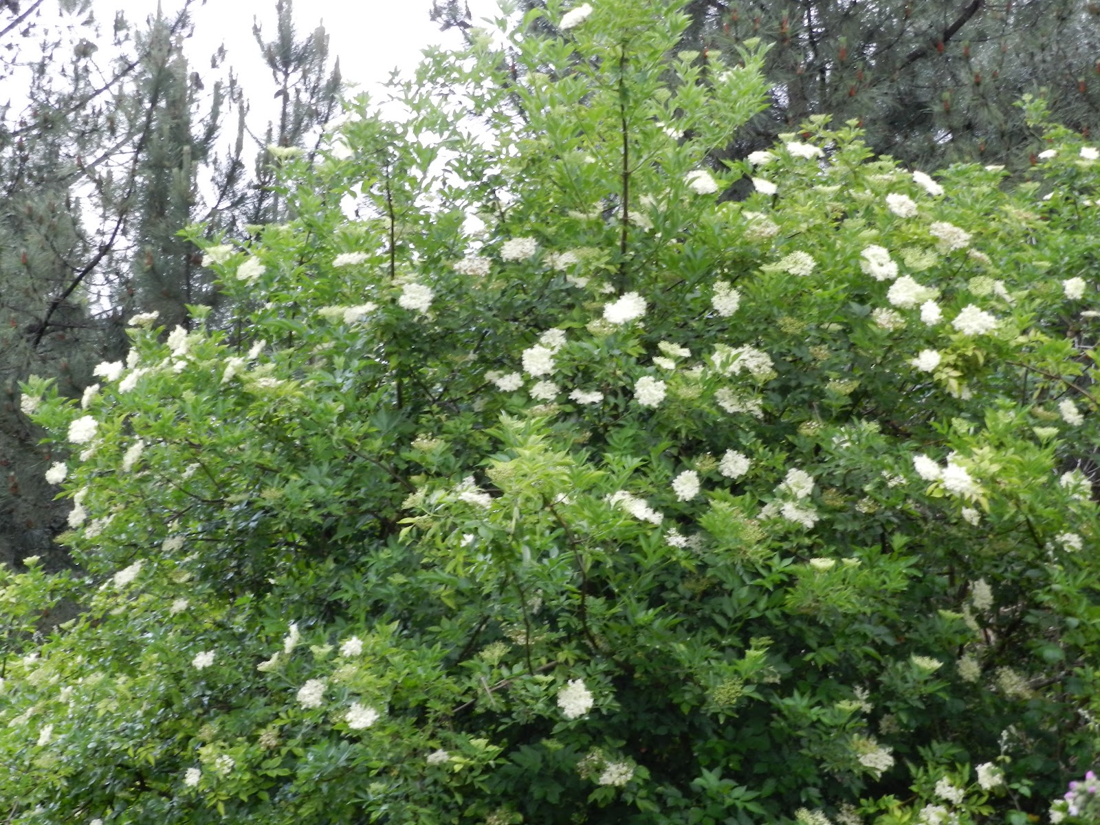 Campo Besteiros Online: SABUGUEIRO - a sua importância