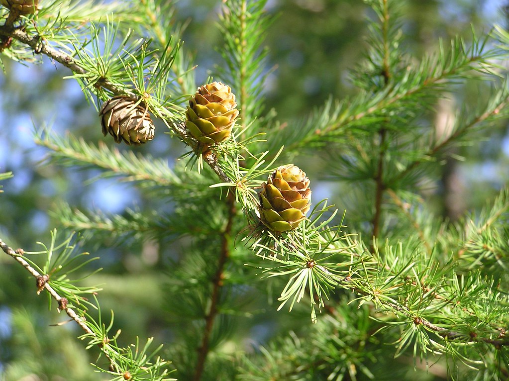 Larix kaempferi - Japanese larch care and cultivation | Travaldo's blog