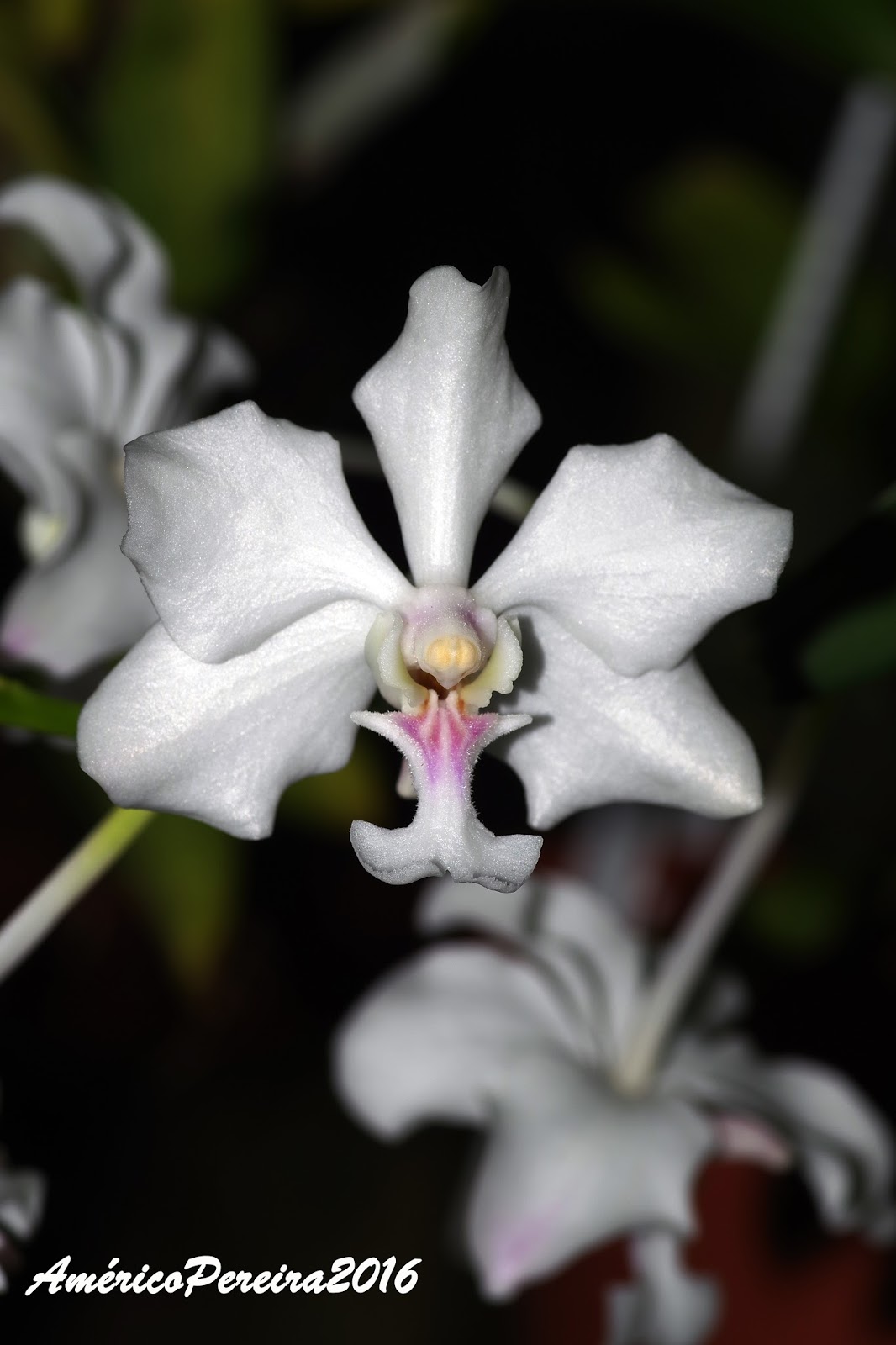Orquídeas soltas: Vanda javierae