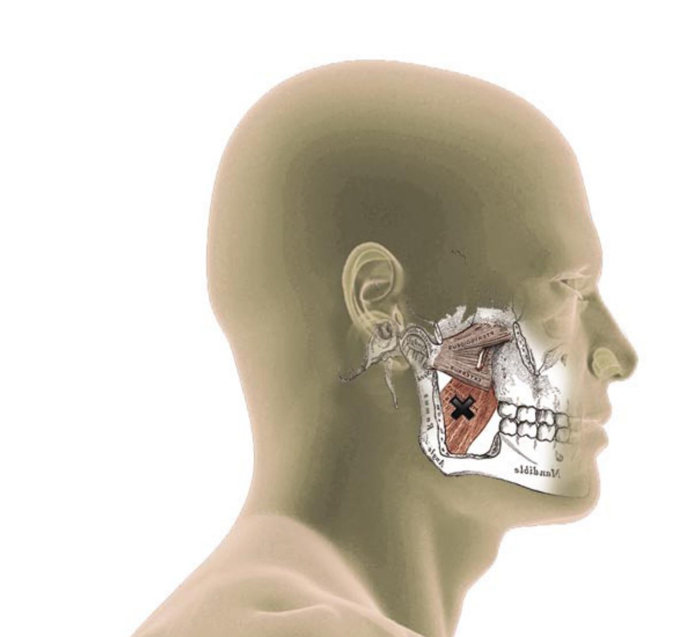 Physiotherapy: Myofascial Release