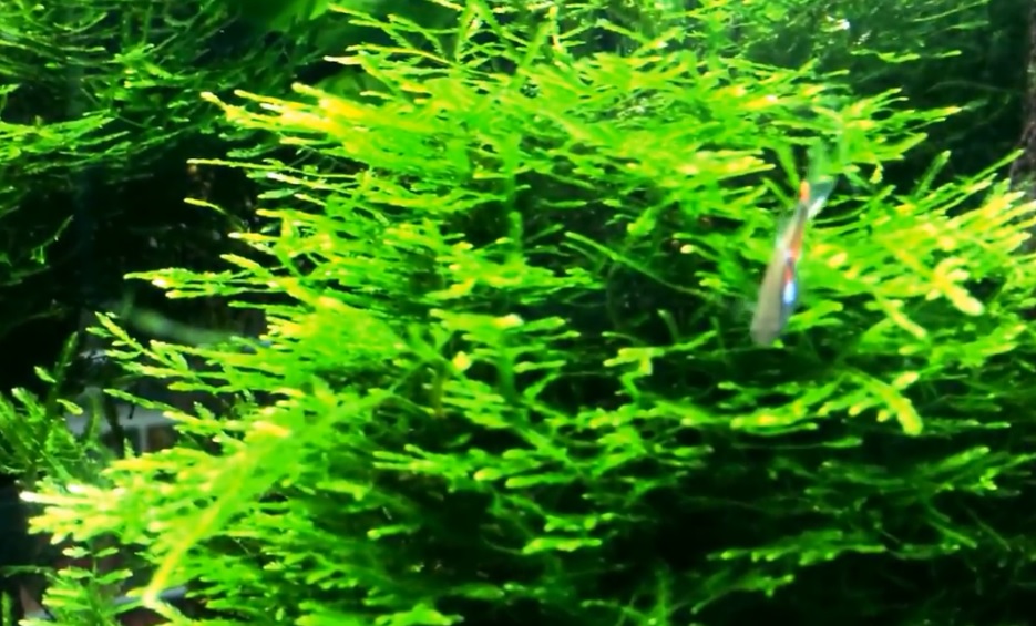 Tanaman Taiwan Moss Aquascape