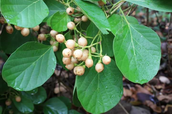 Clammy Cherry - Cordia Obliqua - لسوڑا - Noons.info