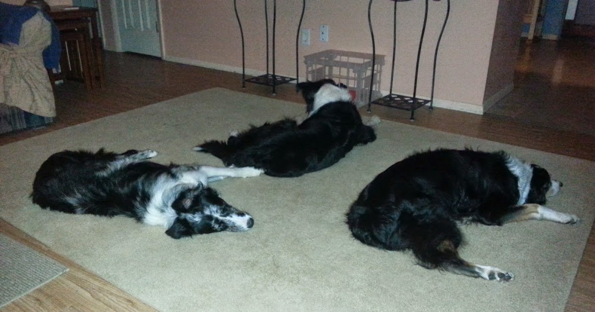 Raising Cinder, a Border Collie Puppy: Reality Bites, Cinder's First ...