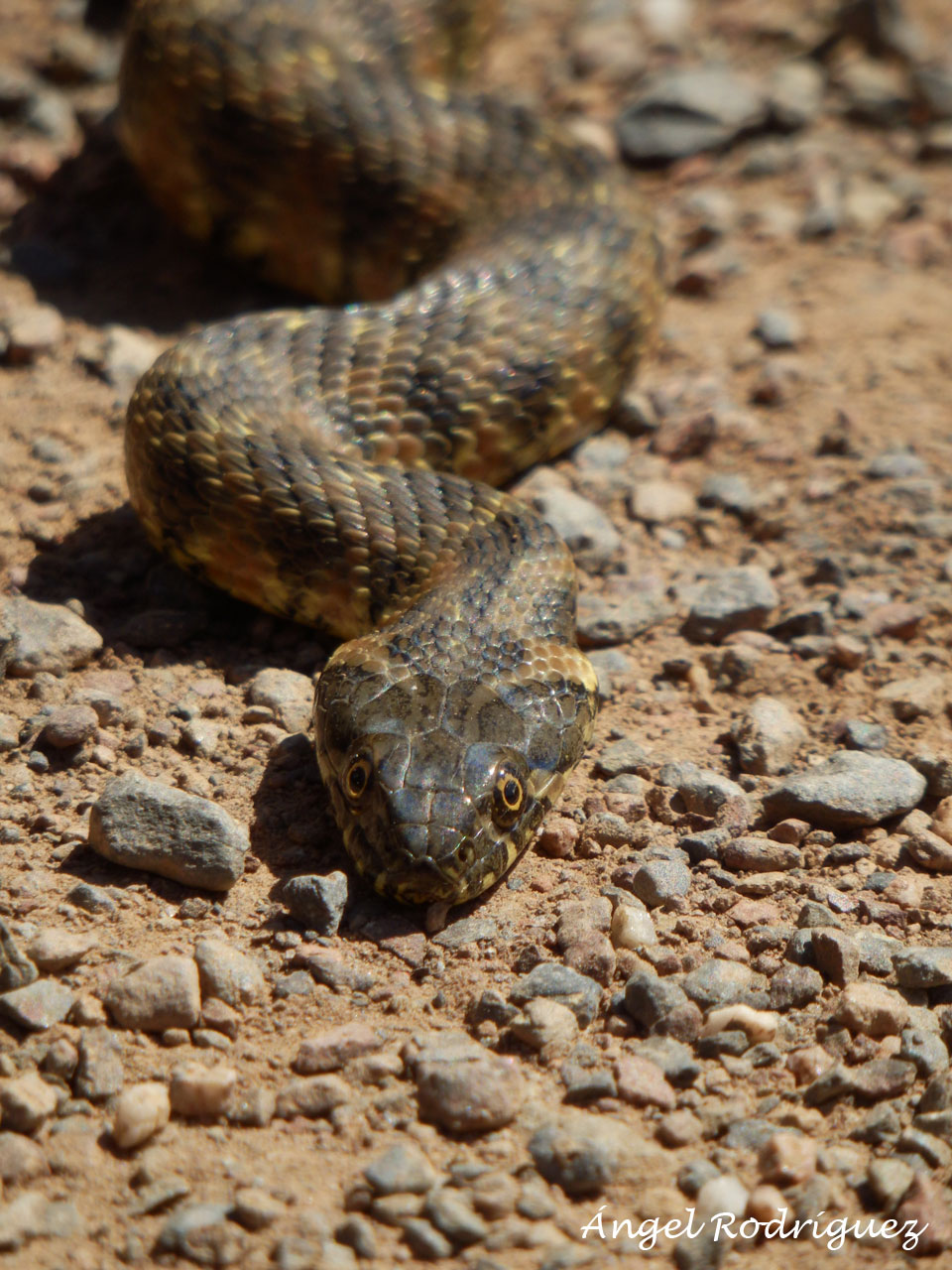 Naturaleza y Paisajes de España: Culebra viperina