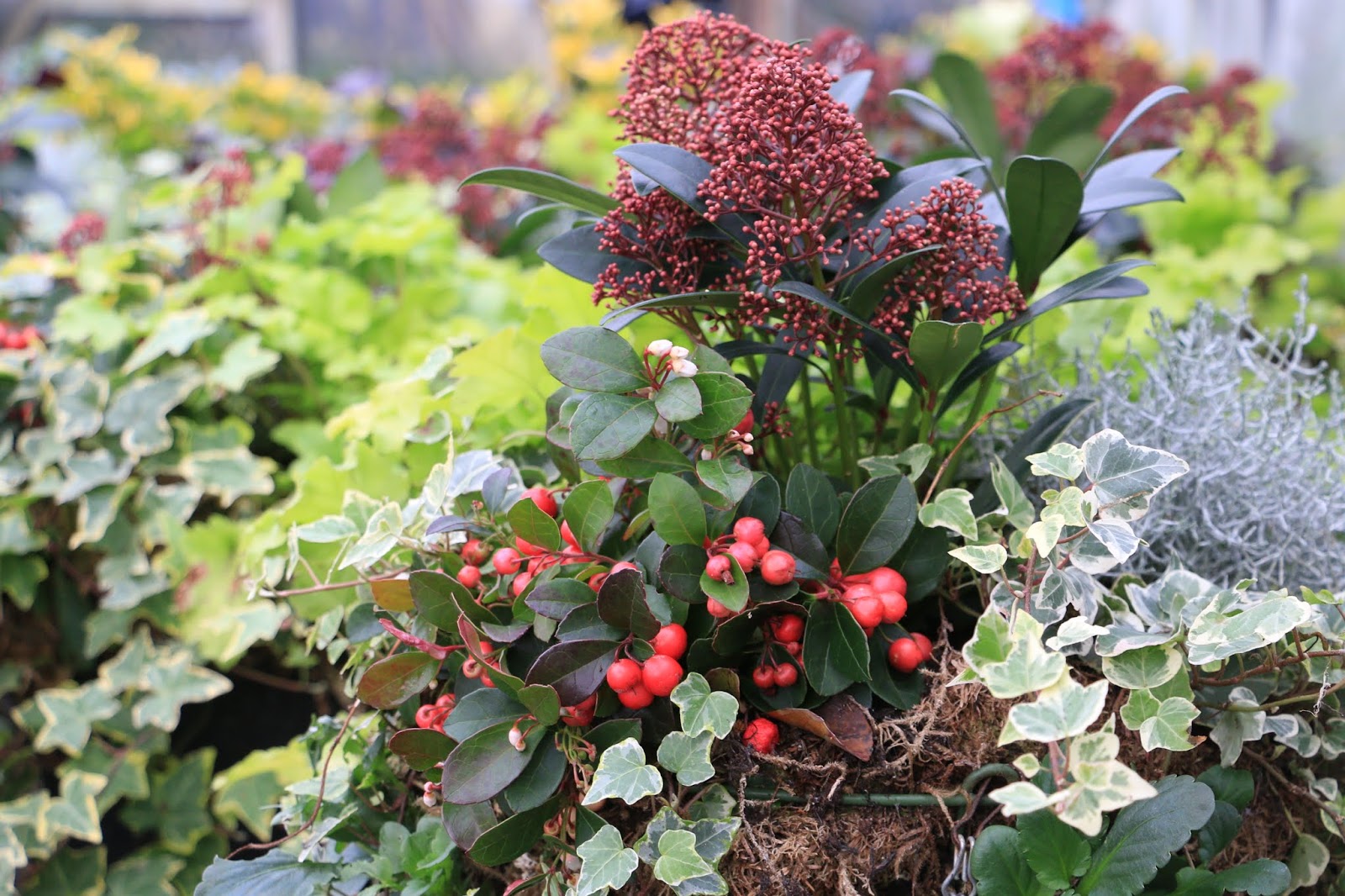 Preston Bissett Nurseries and Country Shop: Planting Colourful Winter ...