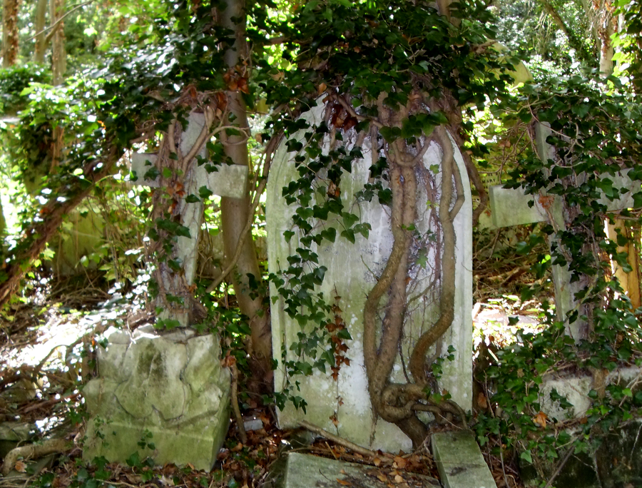 The Poetry of R.E. Slater: Charles Dickens - The Ivy Green