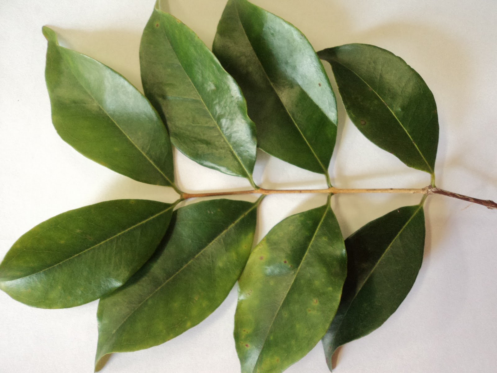 Mato & Cia: Morfologia externa de Folhas