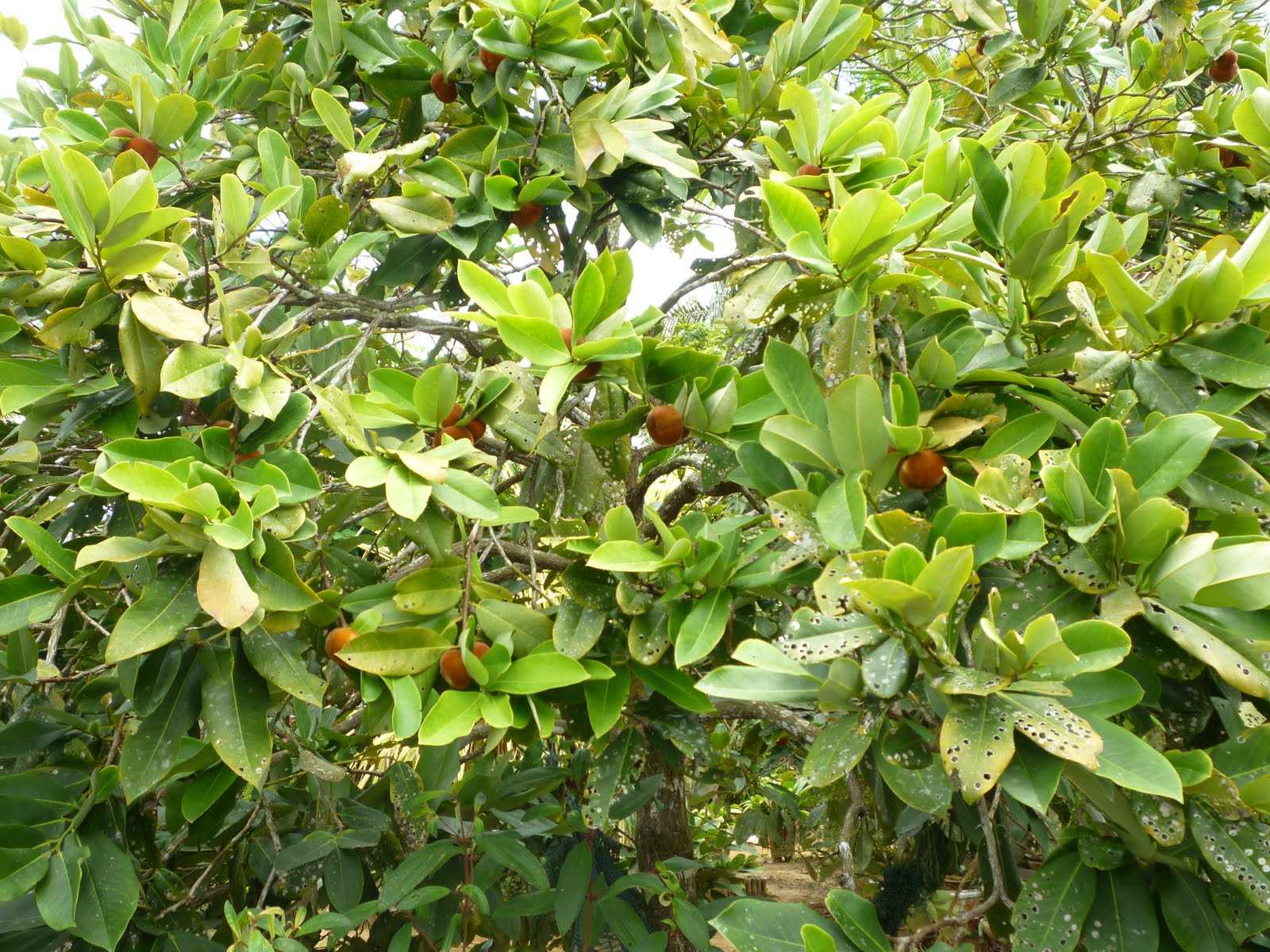 (爱) Peminjam.Rusuk.Fahri (爱): rupa pokok dan buah mentega *edited