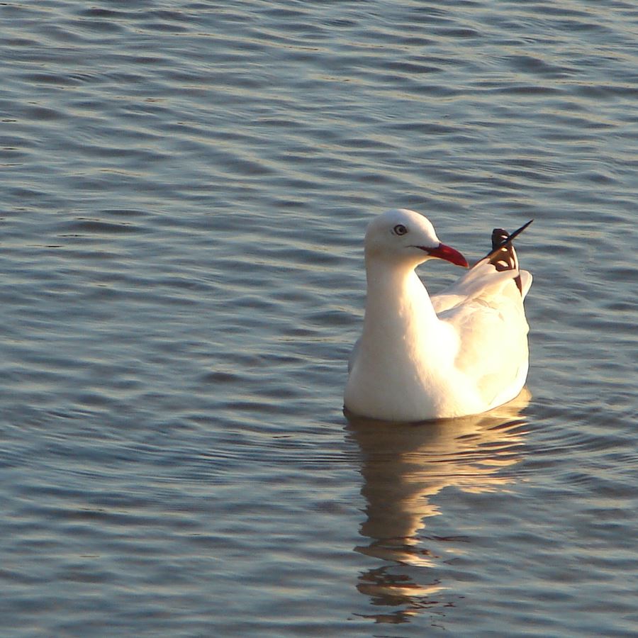 Snap Happy Birding: Shingle Splitters Point: late afternoon photo shoot
