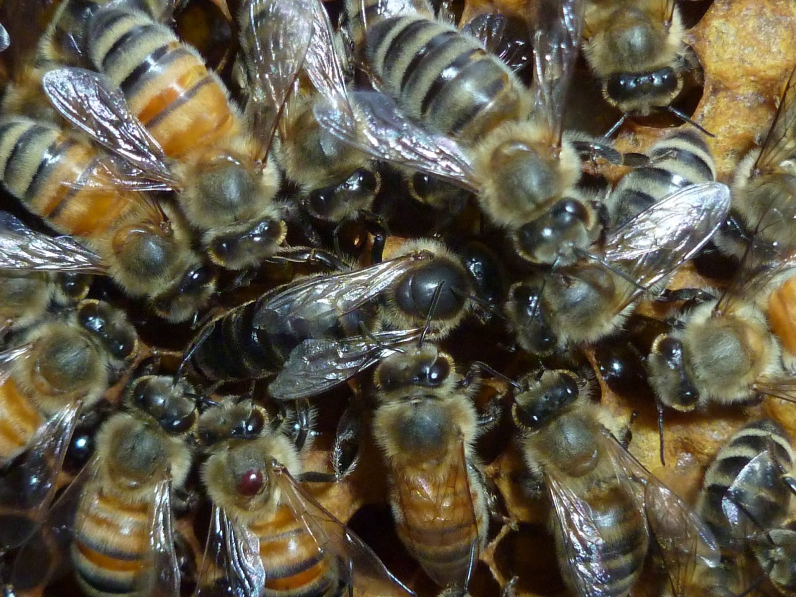Queen Anne Bees: Supersedure Queens and Swarms