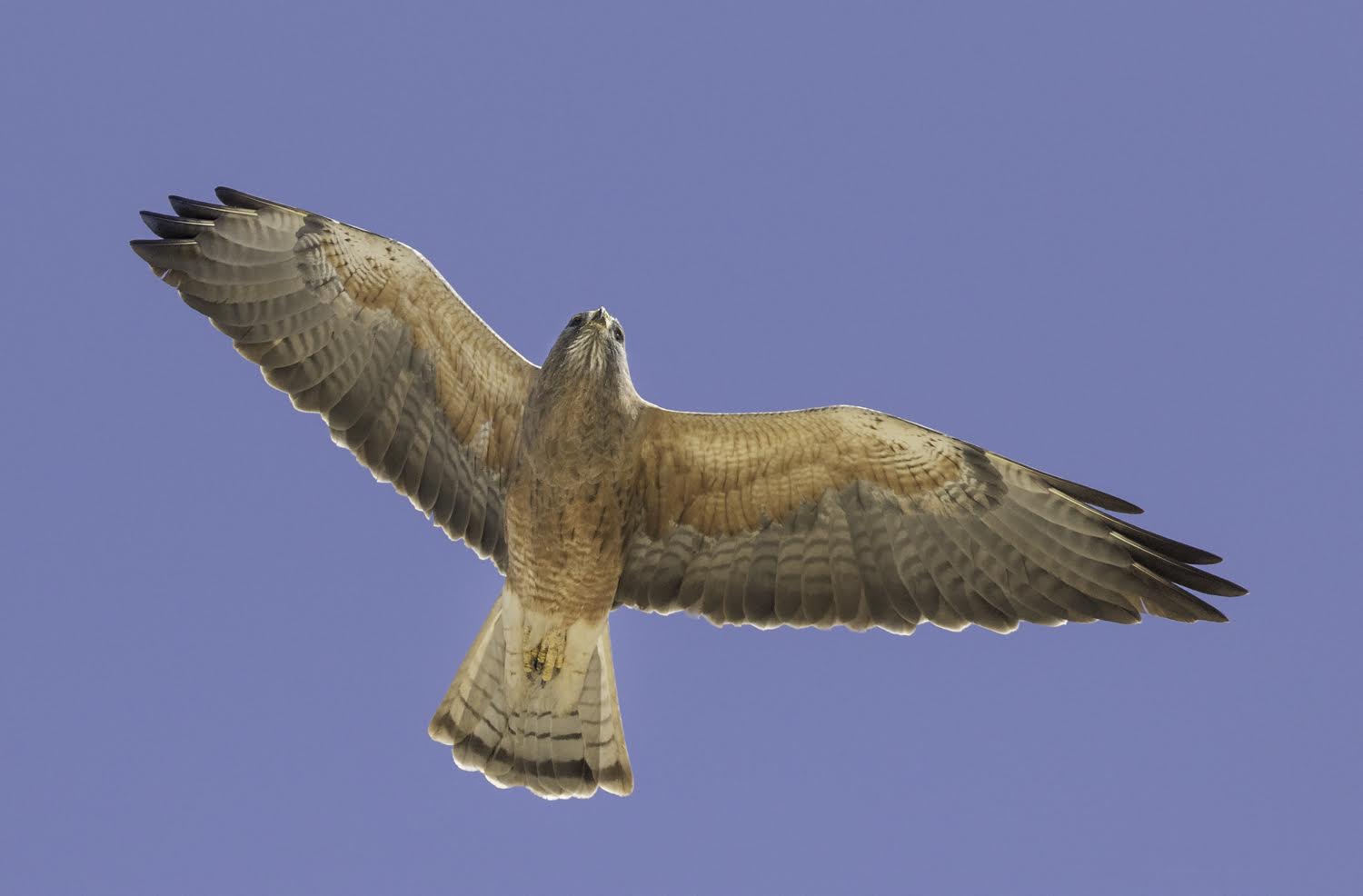 Borrego Valley Hawkwatch: Hawks Are in Again-March 24, 2016