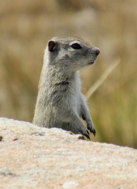 Belding's Ground Squirrels