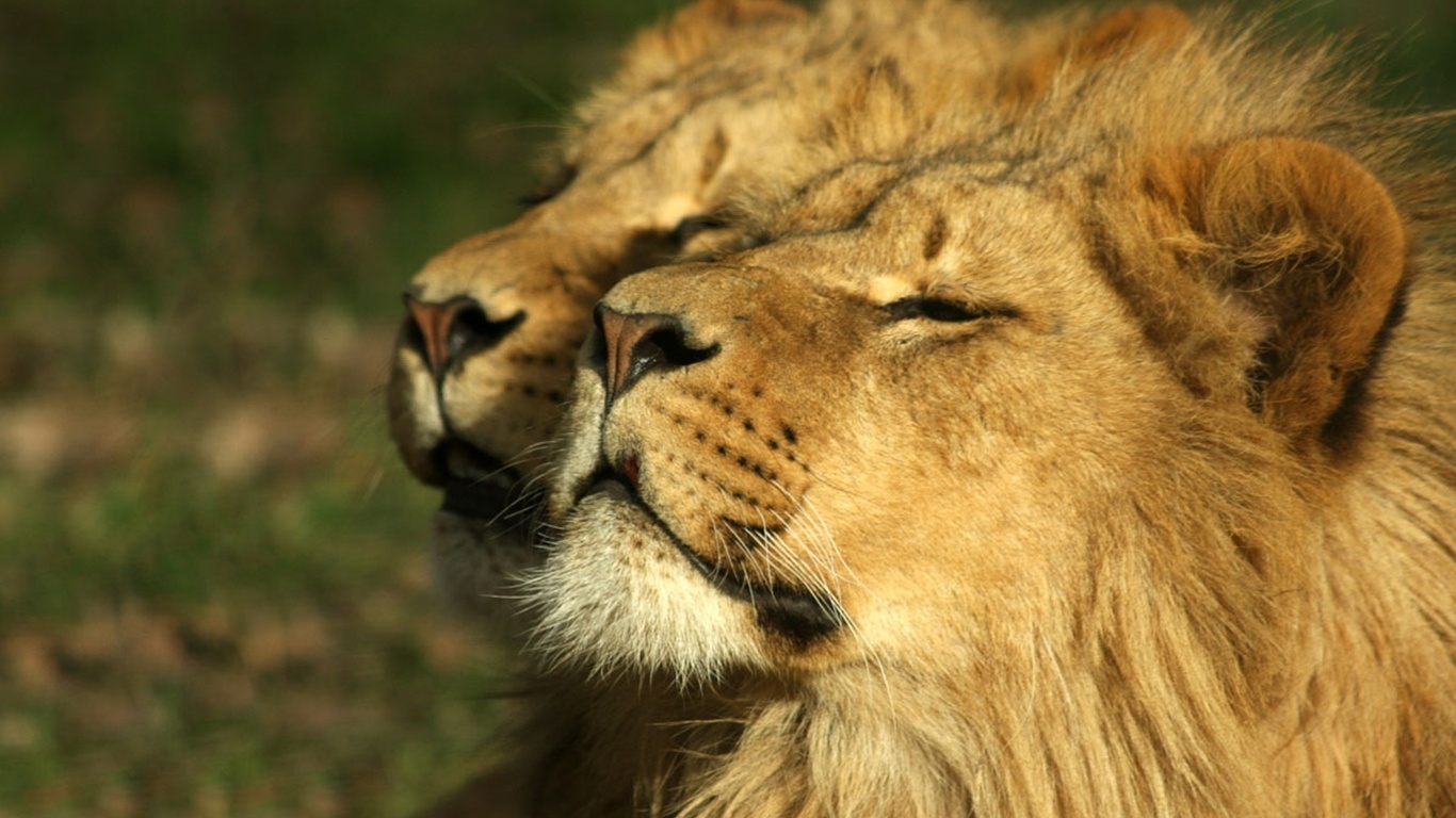 Aslan Resimleri: aslanlar