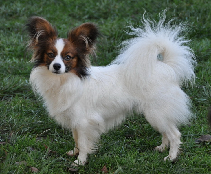 Road's End Papillons : 1 Year old Papillon Siblings