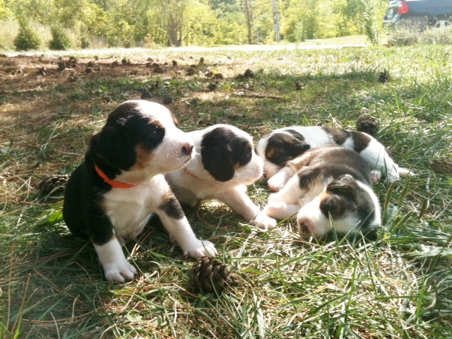 Ohmer's Westside Beagles: At Long Last...Update on Bagel & Pups