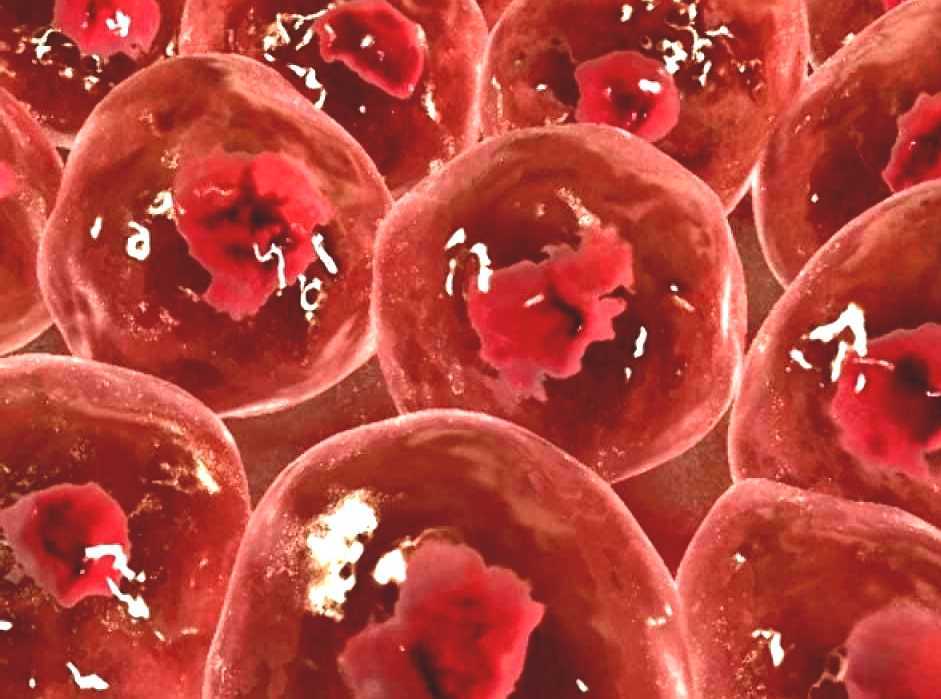 Skin - Human Skin Cells