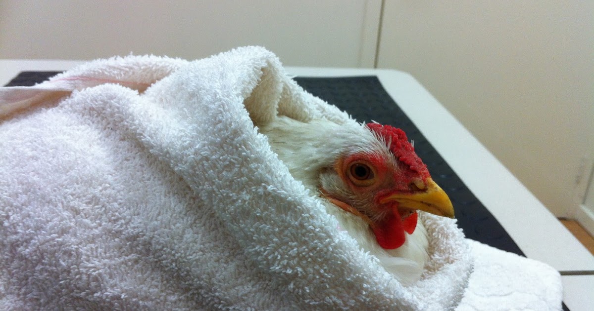 Suburbhen - A Hen in the City: ILT in Chickens