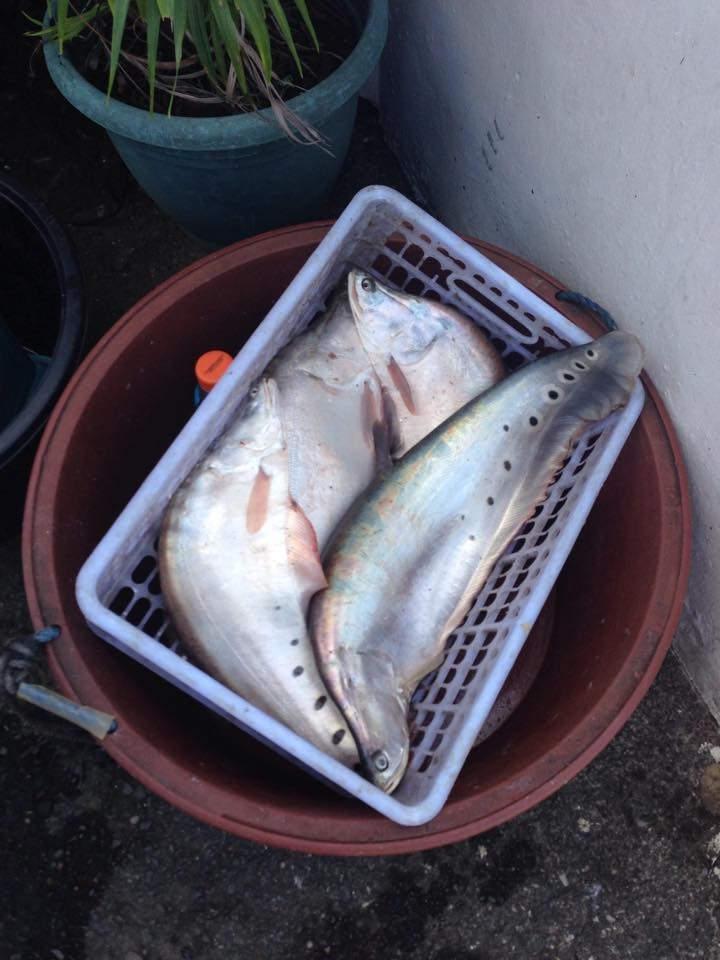 PROJECT ACCOMPLISHMENT ON CONTAINMENT OF KNIFEFISH INFESTATION IN ...