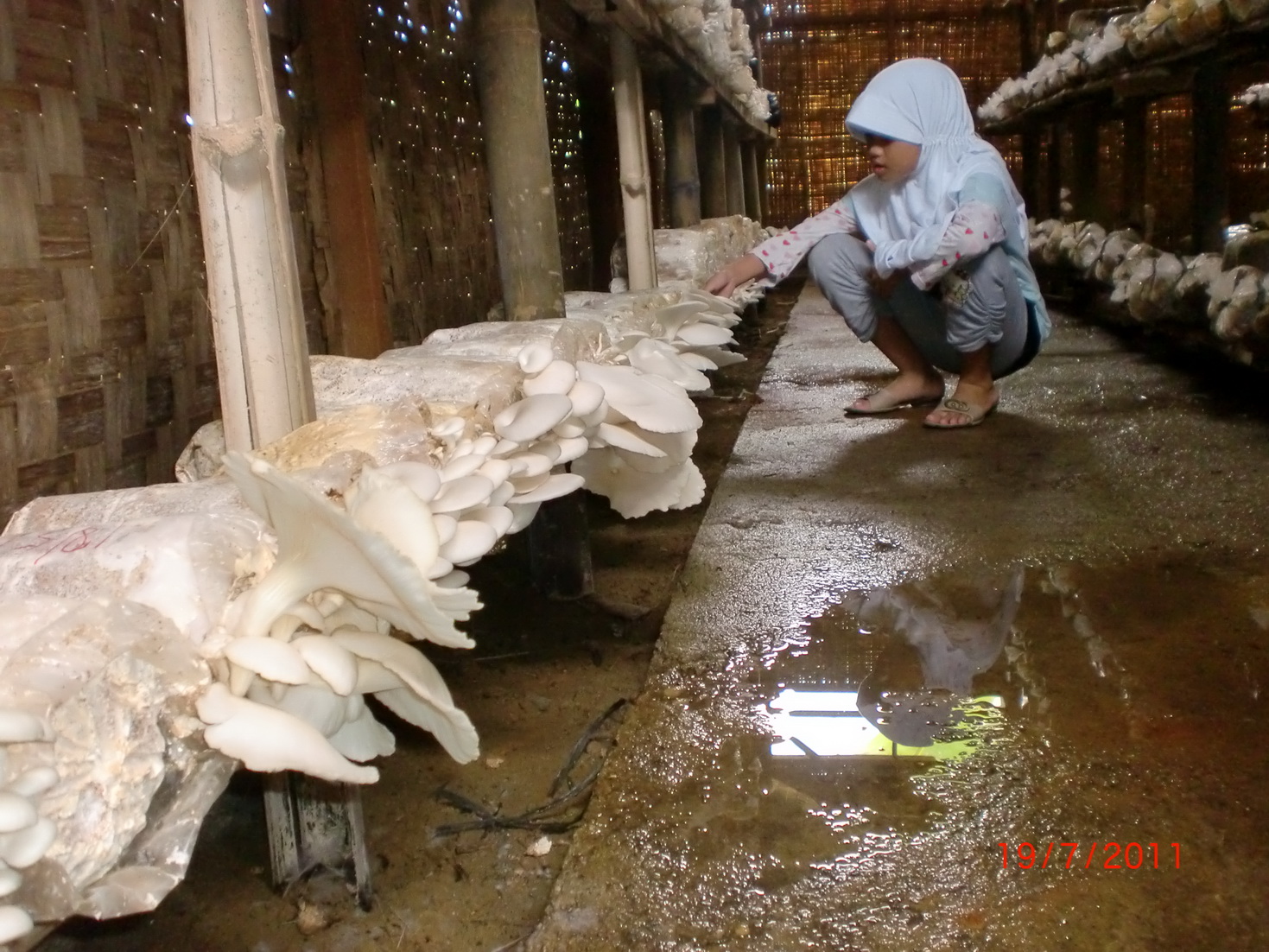 jamur tiram memang keren... - Aceh mushroom cultivation