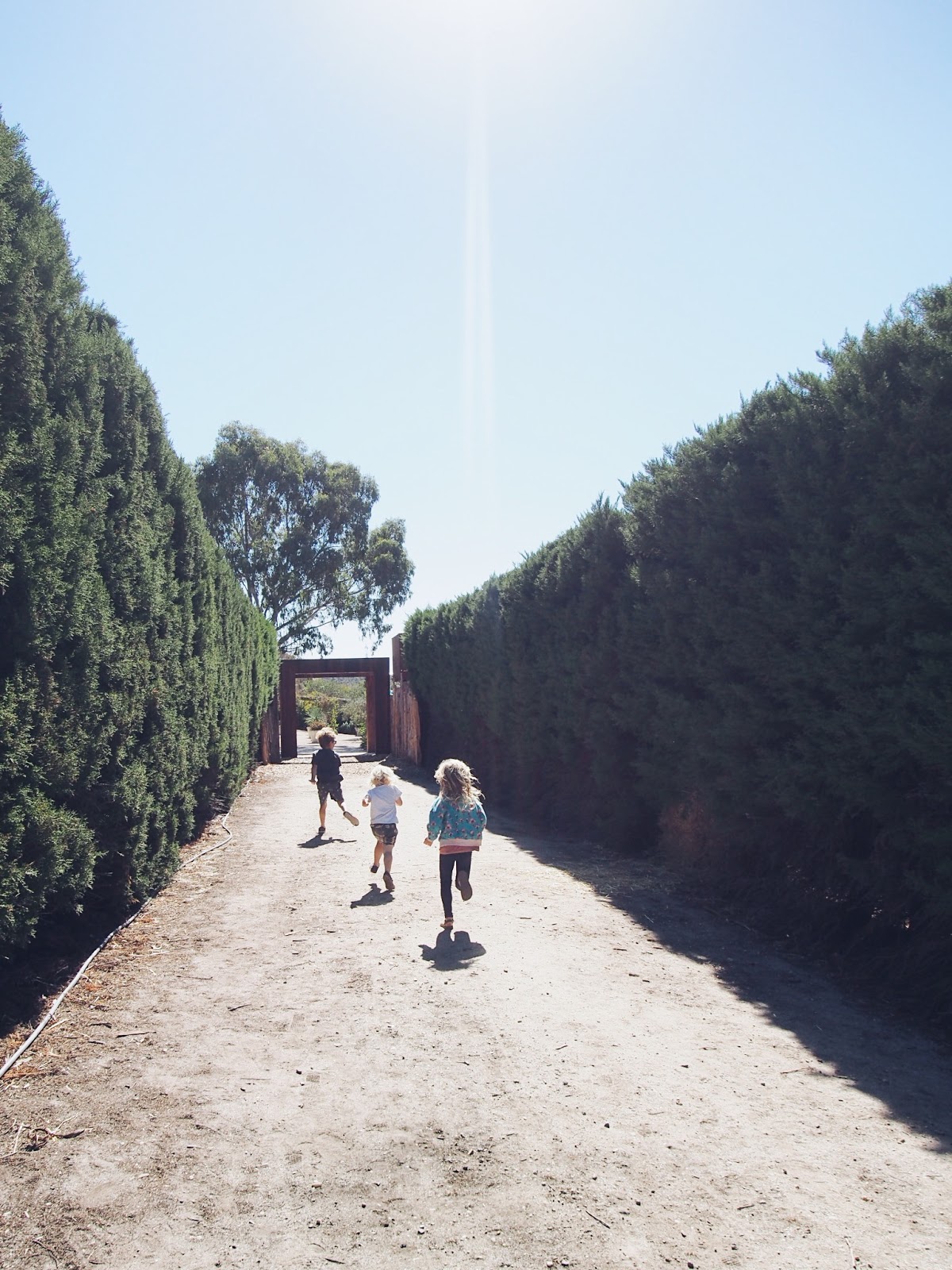 Barrabool Maze Estate Ceres Review | Yellow Dandy