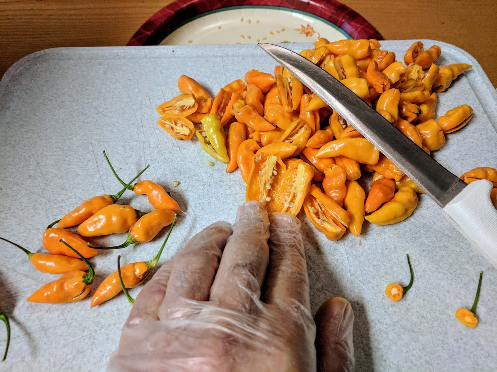 PURE FLORIDA: TRUE DATIL PEPPER SEEDS FOR 2023 GARDEN! CLICK HERE!