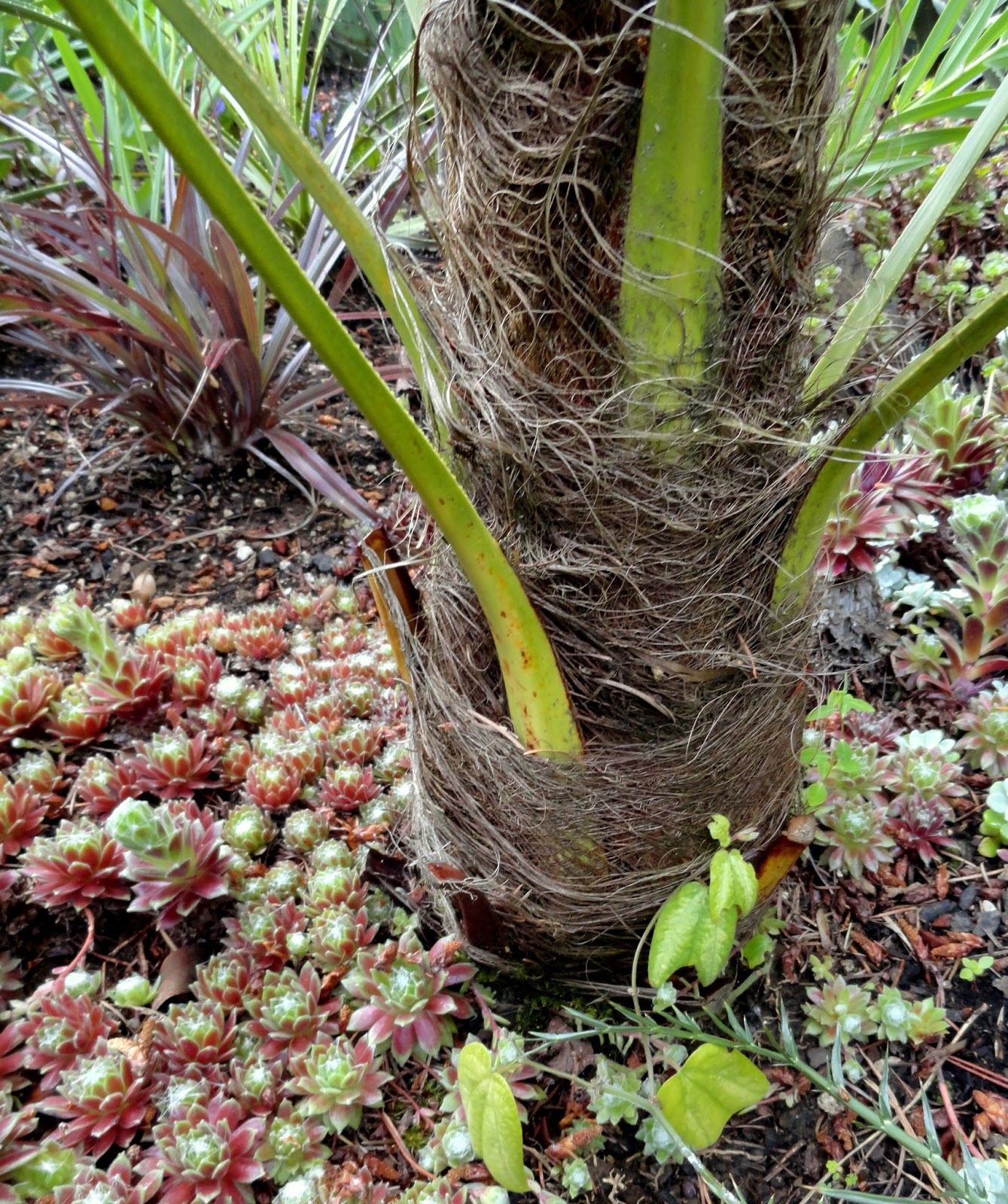 danger garden: Trachycarpus trunk gardens...