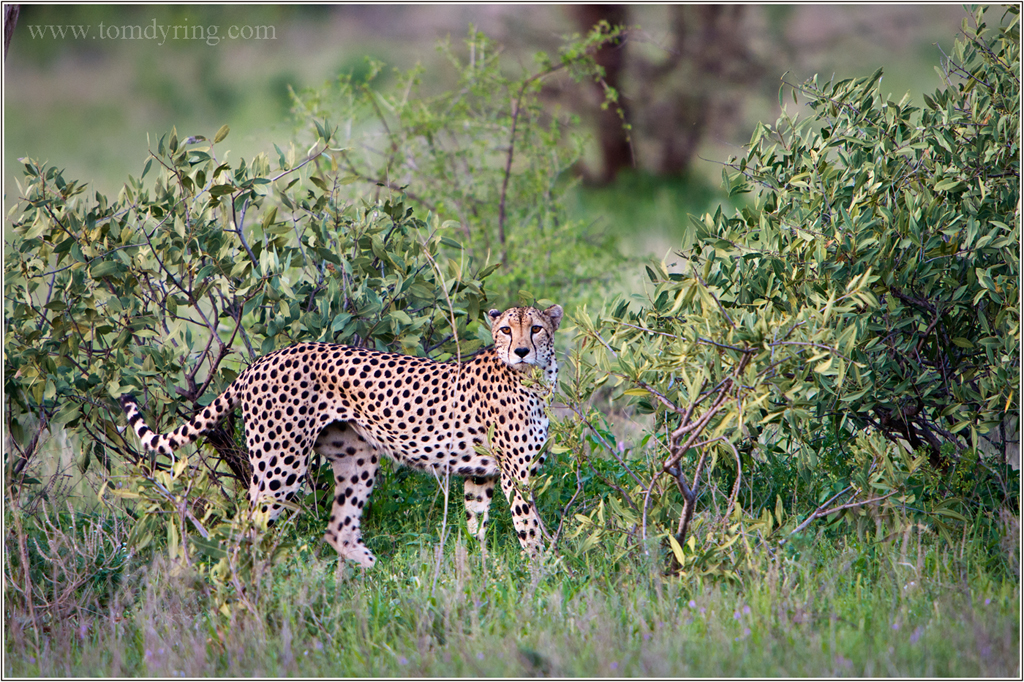 TOM DYRING WILDPHOTO / NN: CHEETAH HEAVEN