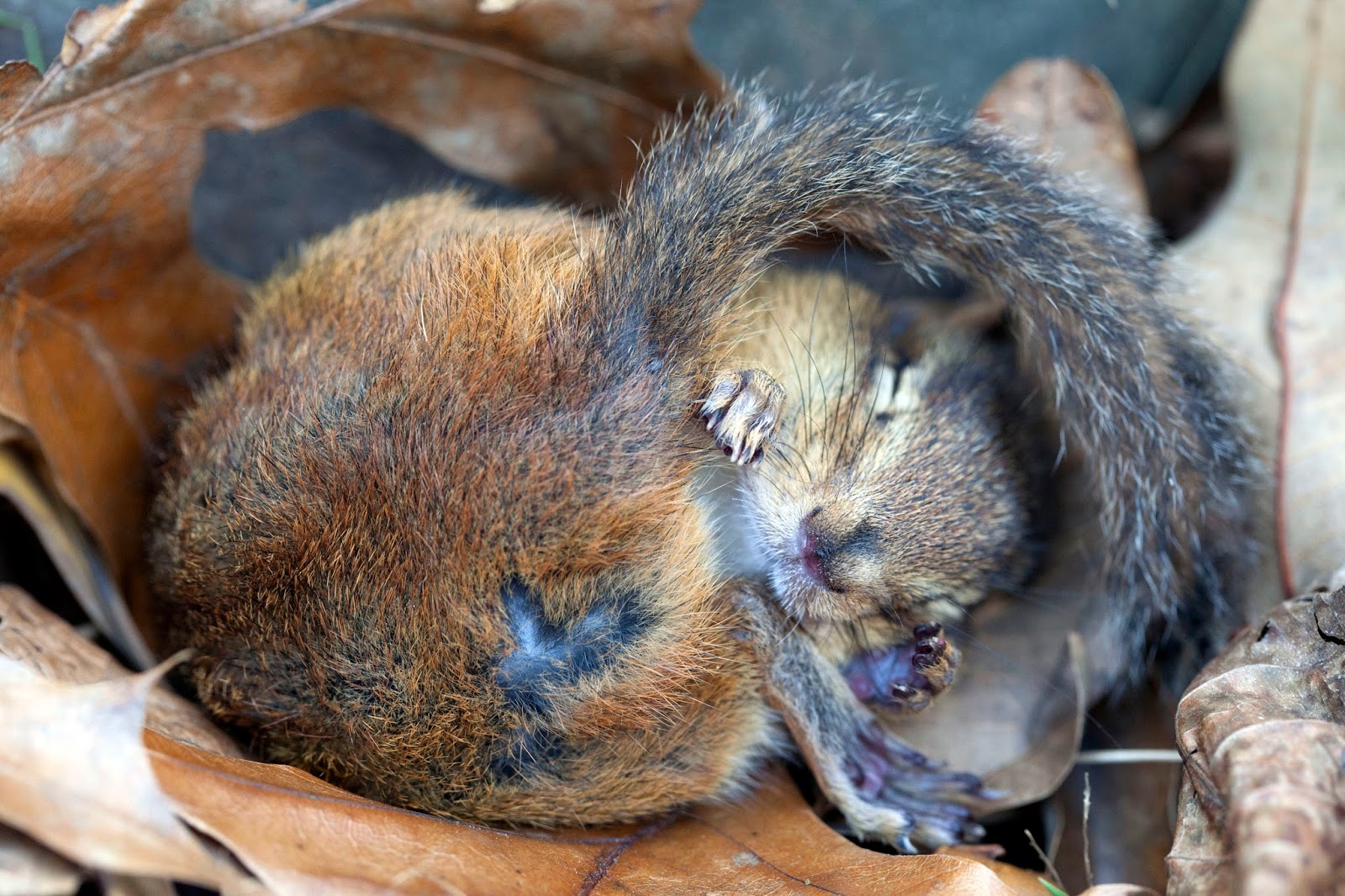 curving back: curled in a tight ball