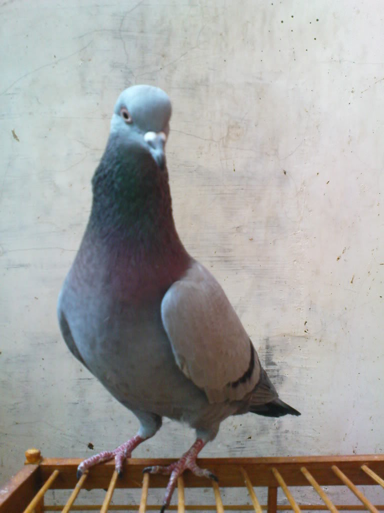 KANSAS Sumbawa: balap burung merpati sumbawa