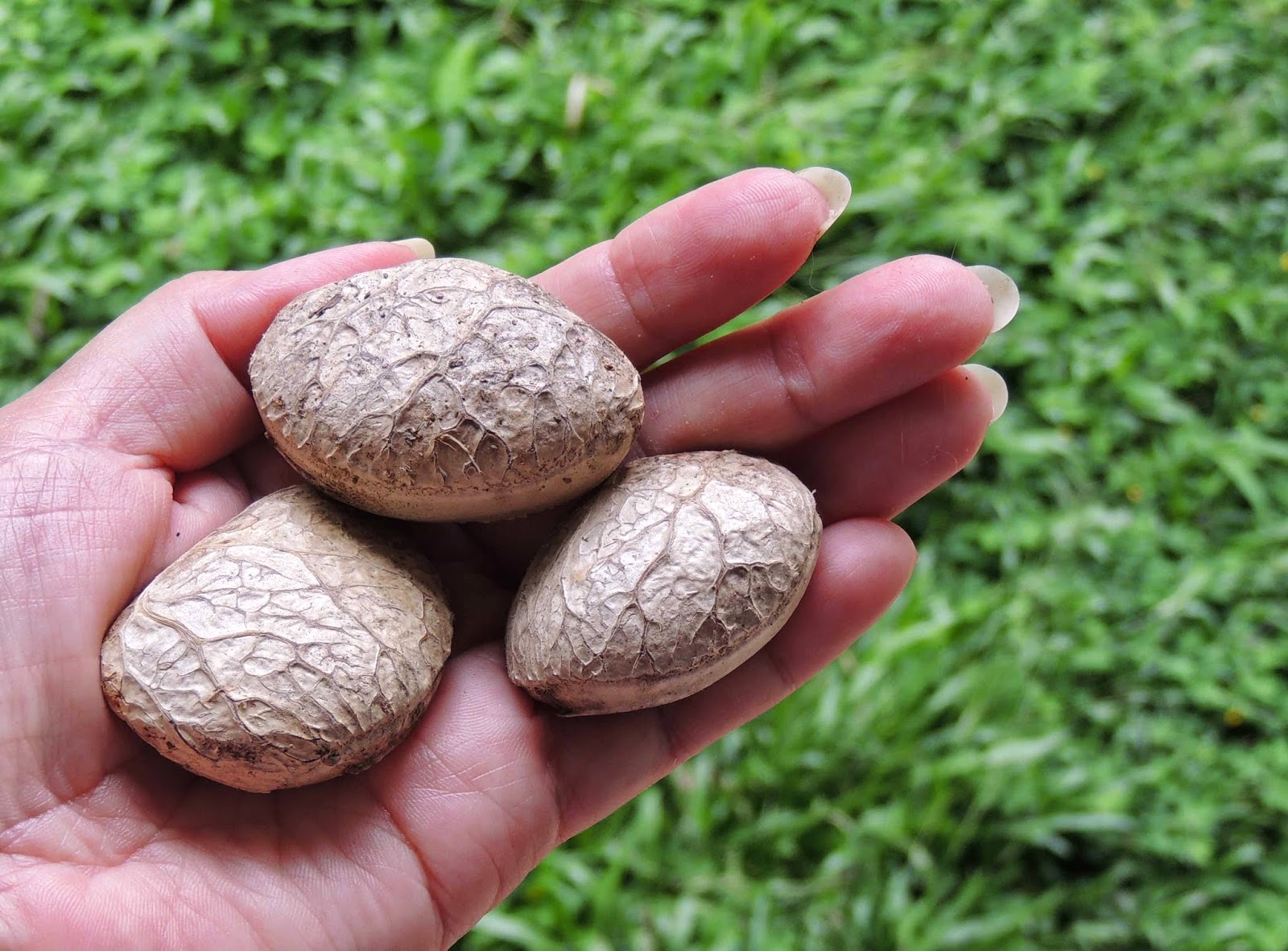 Tea With Tina: Pangi