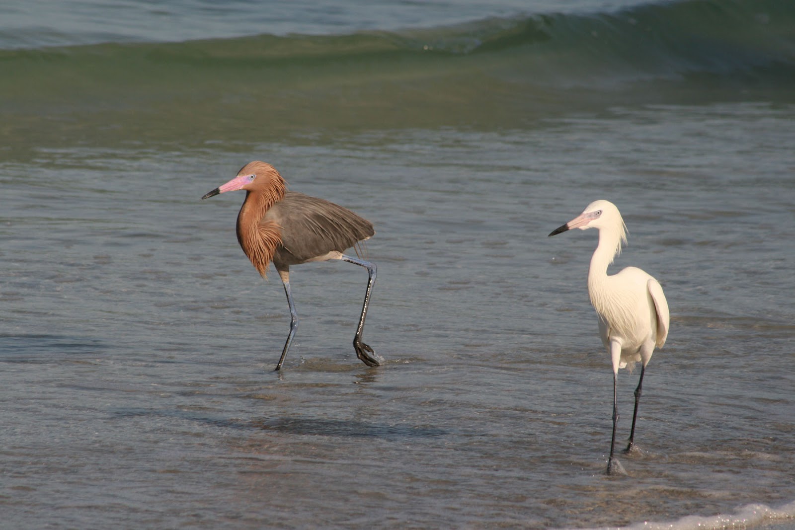 Hipster Birders: Reddish Egrets of Fort De Soto