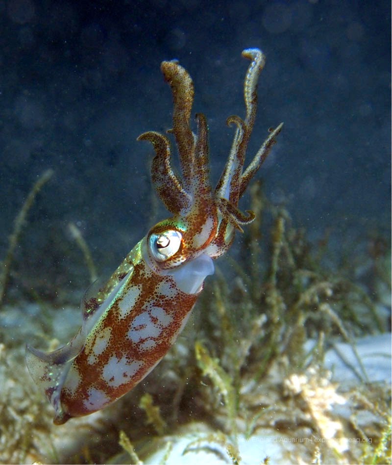 Global Explorers Blog