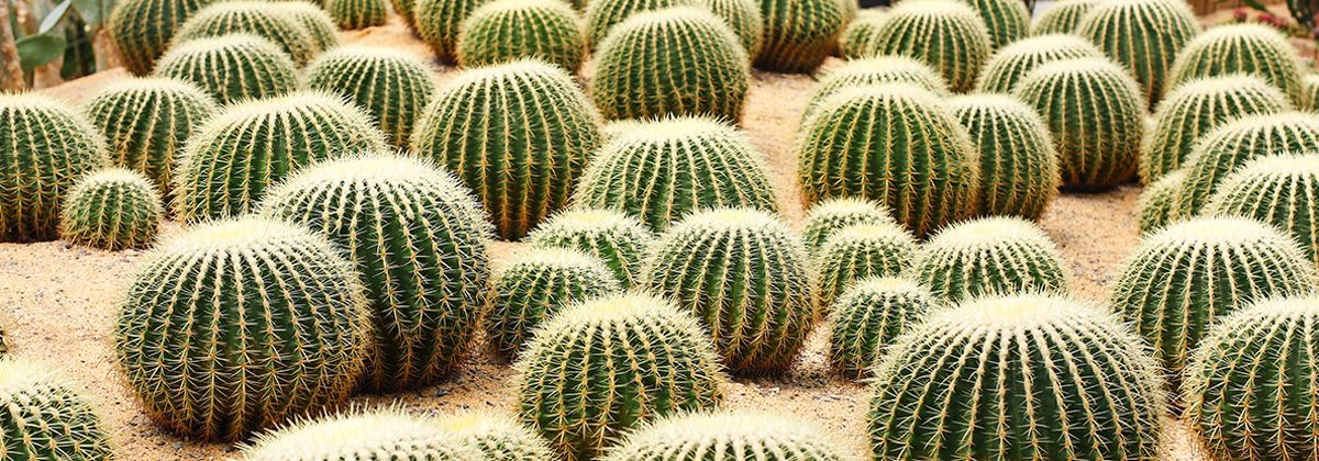 Reserva de la Biosfera Tehuacán - Cuicatlán: Biznaga (Echinocactus ...