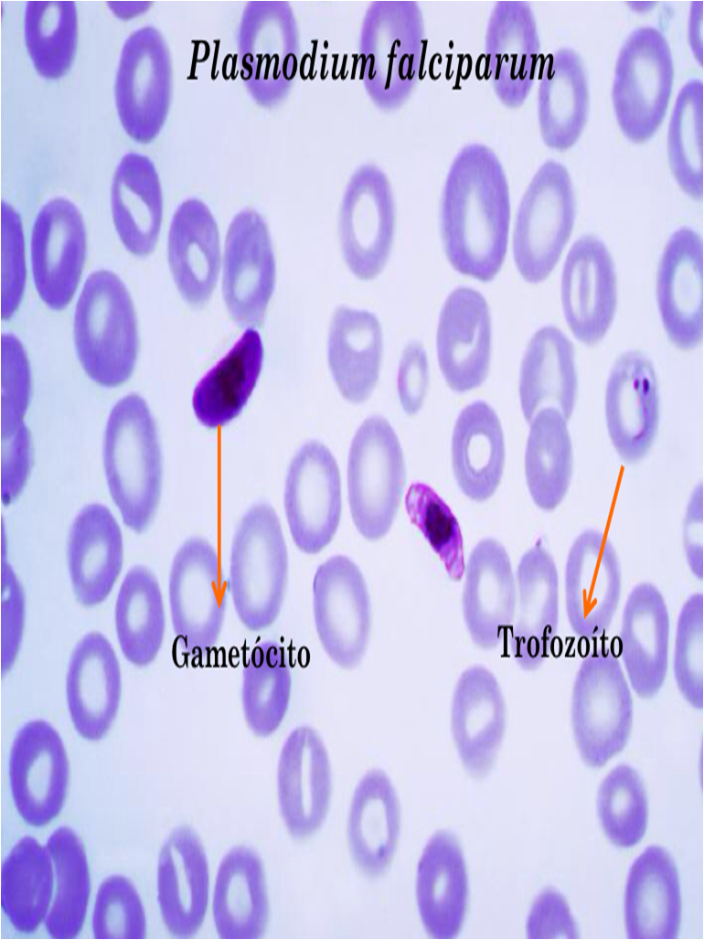 Plasmodium falciparum - Parasitologia