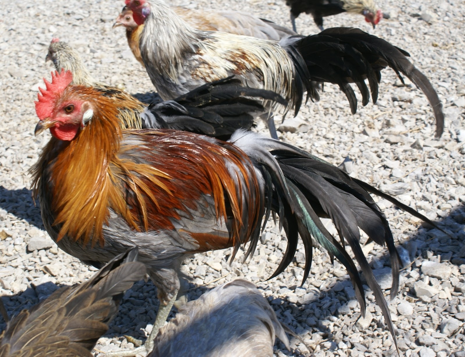 Longtail Fowl Breeding Journal: Photo Update - Pullets and Cockerels ...