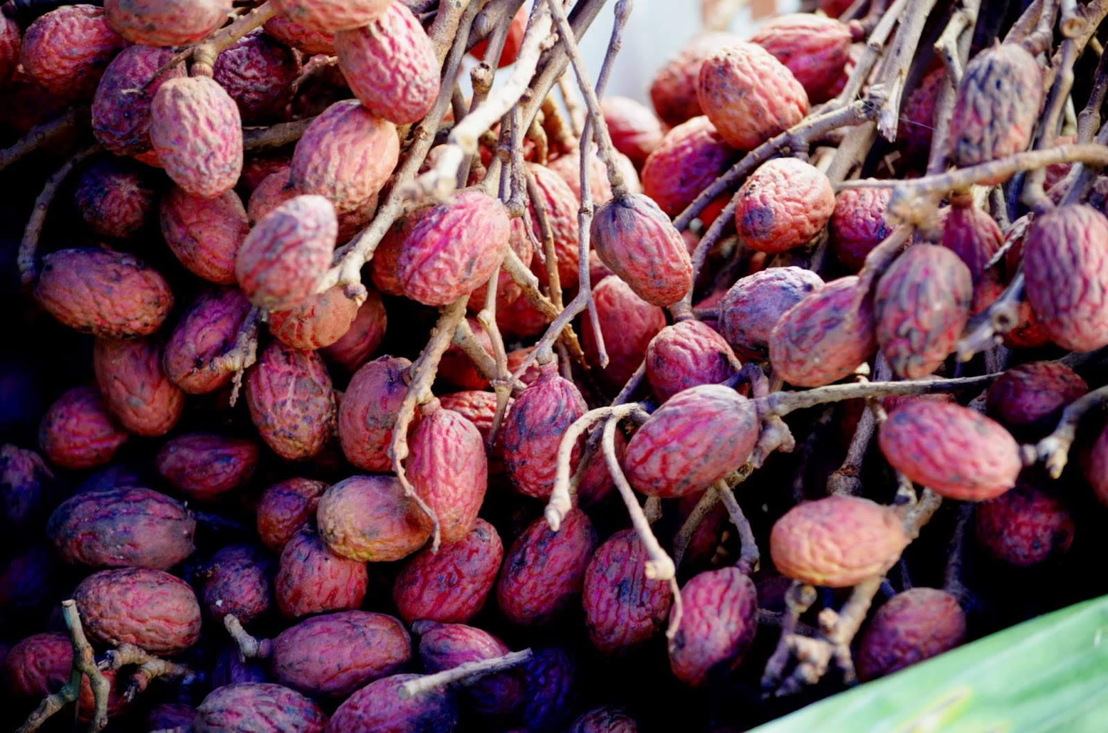 My Sarawak 3rd Ed Unique Fruits my-sarawak-3rd-ed-unique-fruits