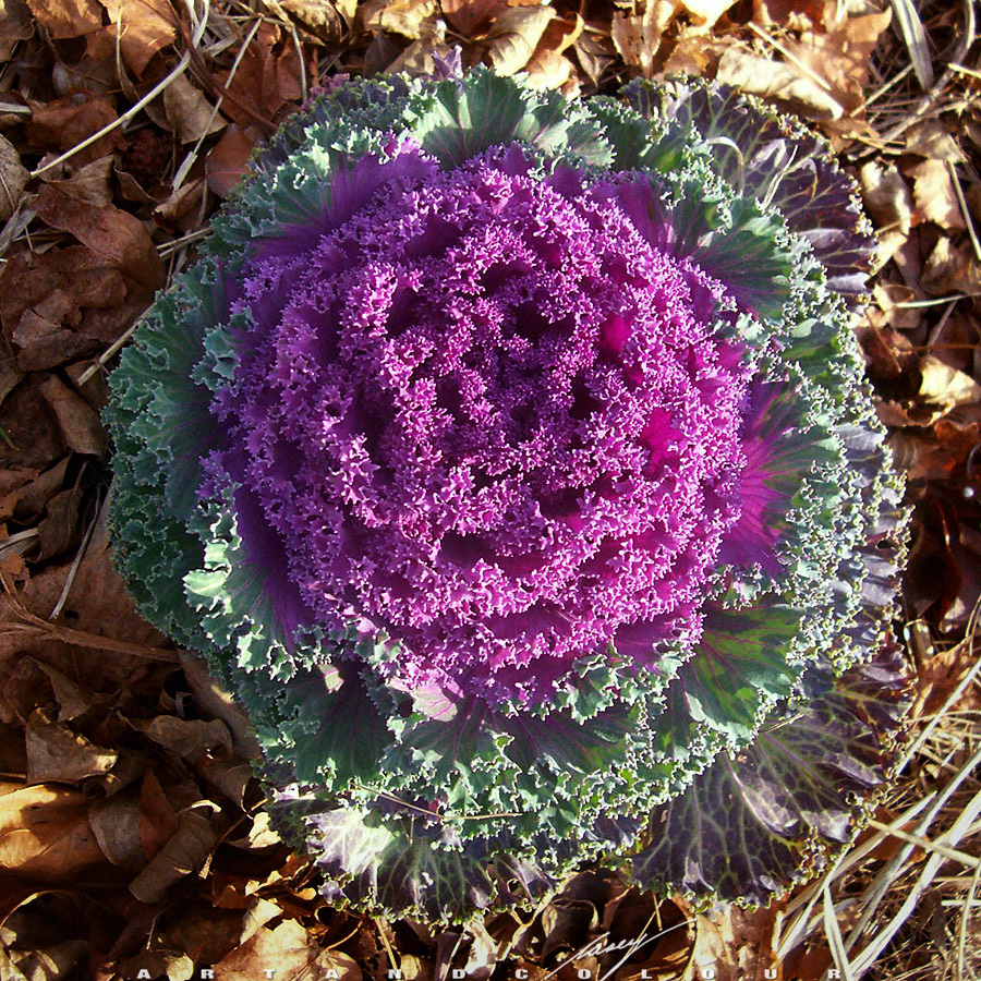 casey/artandcolour: TownColour—Decorating With Cabbages?