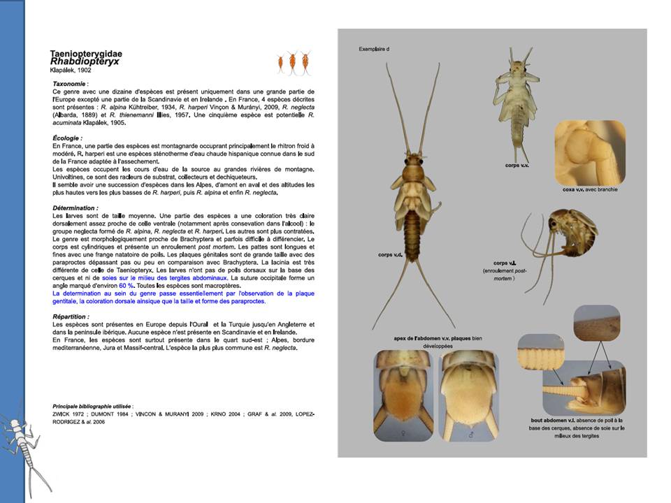 Vers une clef des larves de plécoptères de France : identification ...