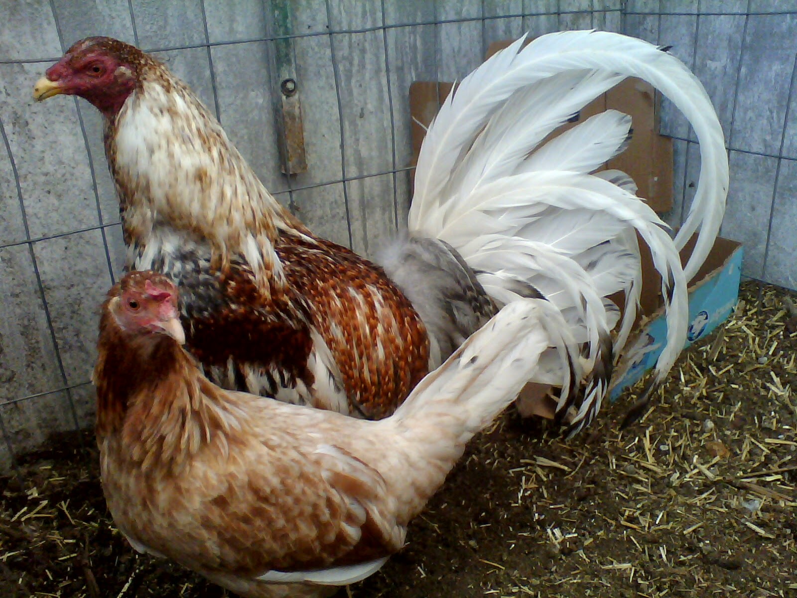 JI GALLOS: El gallo Bulico