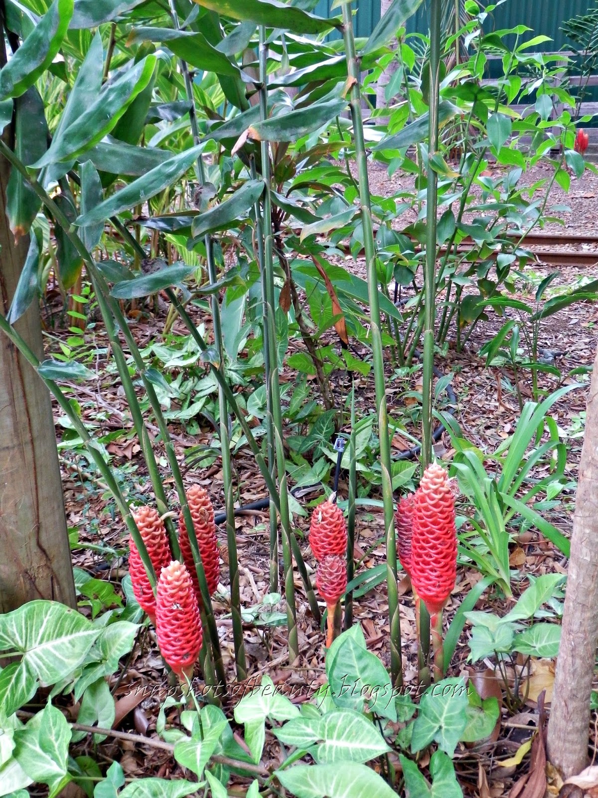 Snapshots of Beauty: A BOUT OF GINGER-VITIS.....