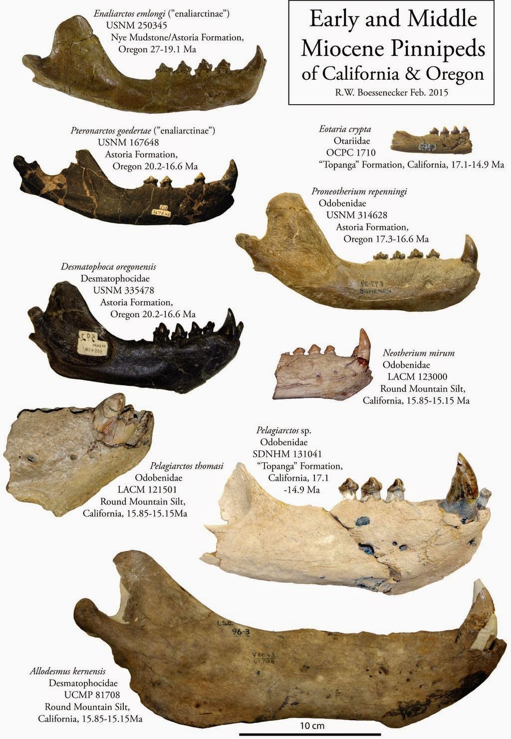 The Coastal Paleontologist: Introducing Eotaria crypta from the Miocene ...
