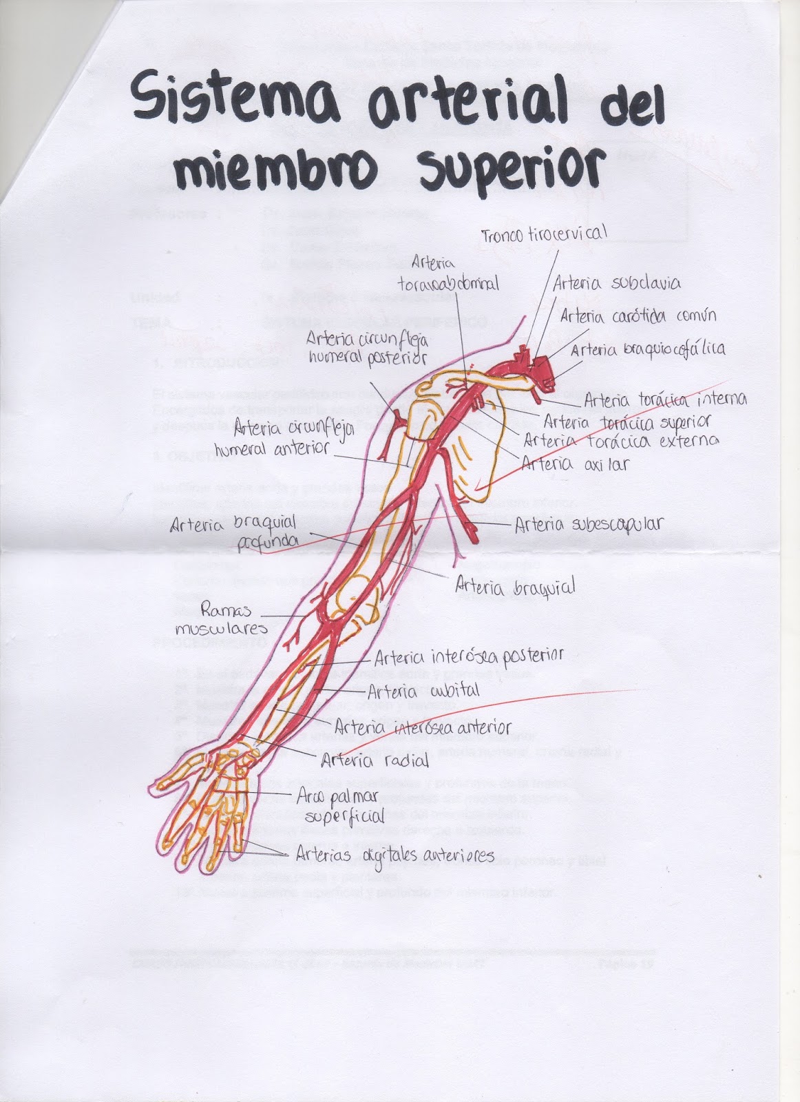 CAMINO DEL ESTUDIANTE DE MEDICINA : DIBUJOS ANATOMÍA: SISTEMA ARTERIAL ...