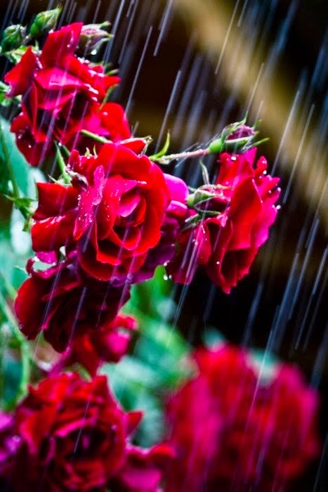 Roses in The Rain